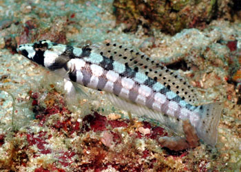 龙亚目 Trachinoidei 蓝色动物学